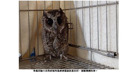公私協力 新北動保處助領角鴞寶寶回歸貢寮大自然 民生頭條