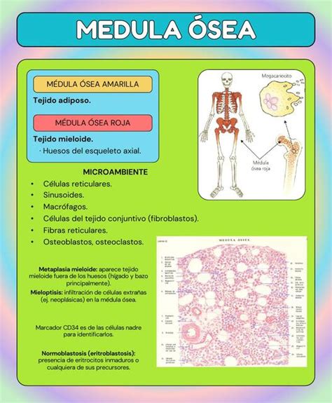 Médula Ósea Javier Rios Udocz