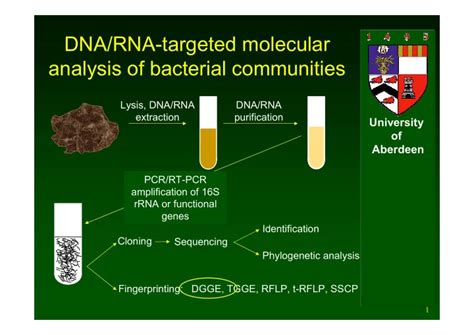 [ppt] Dna Rnatargeted Molecular Analysis Of Bacterial Communities