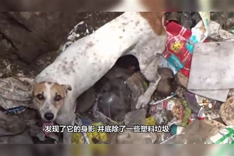 印度村民听到深井传出异响，挖掘机掘地三尺，才将它救出深井挖掘机村民