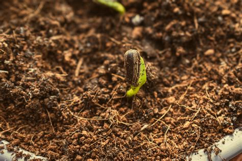 El Crecimiento De Las Plantas Etapas Del Crecimiento De La Planta De