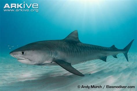 Protecting Sharks Through Spatial Management Fish Habitat Section Of