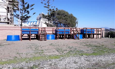 The Optimal Ingredients To Grow Cordgrass Huntington Beach Wetlands