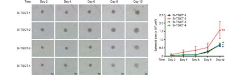 Proliferation Ability Is Shown By 3 D Spheroids On Days 2 4 6 8 And