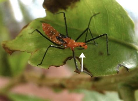 Psa Assassin Bug Vs Leaf Footed Bug Nymphs See Comments For More R Whatisthisbug