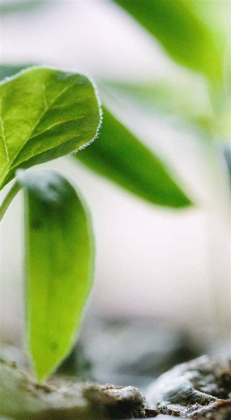 Borosol 10 Loveland Products Fertilizers Borates Knowde