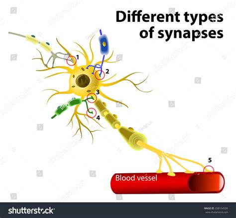 Different Types Synapses Neuron Neuron Transmission Stock Vector Royalty Free