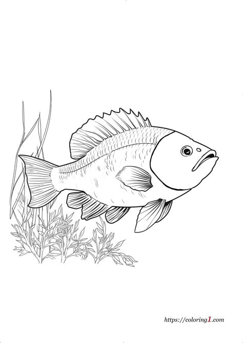 Sea Bass Fish Free Coloring Sheet