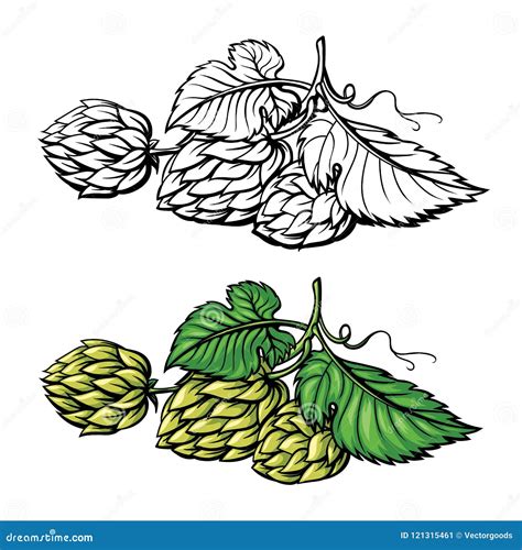 Hand Drawing Of A Branch Of Hops Stock Vector Illustration Of Line