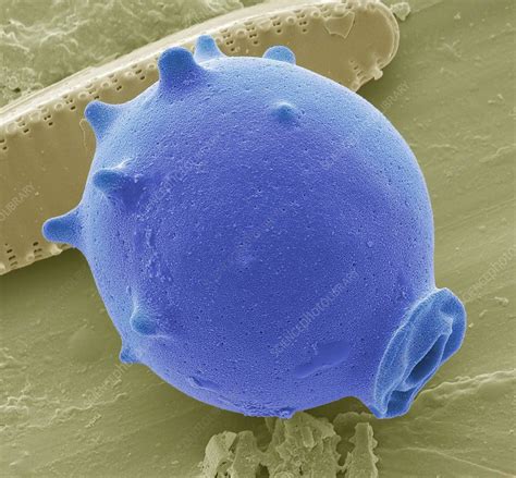 Foraminiferan Sem Stock Image C0230280 Science Photo Library