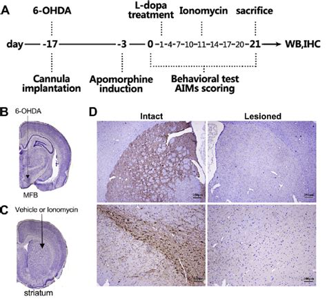 Schematic Illustration Of Experimental Designs And Tyrosine Hydroxylase