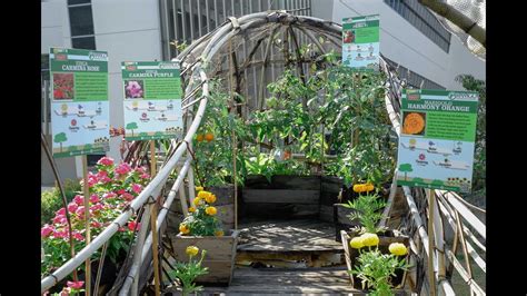 Second Community Harvest At Leeroy New Mebuyans Colony Youtube