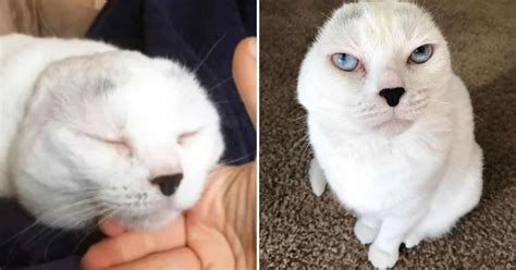 No One Ever Wanted To Adopt This Earless Cat Until A Woman Came Along