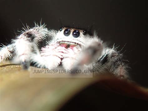 Jumping Spiders Web Added A New Photo Jumping Spiders Web