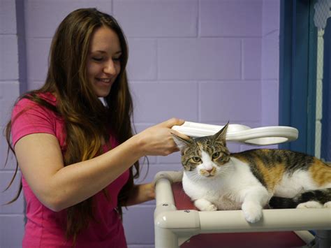Microchips Are A Must For Your Cat North Toronto Cat Rescue