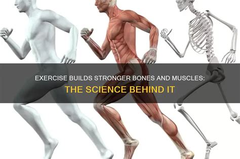 Exercise Builds Stronger Bones And Muscles The Science Behind It Cyvigor
