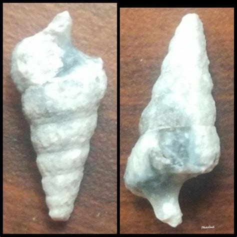 Agatized Fossil Shell