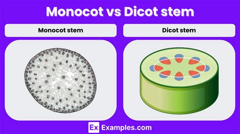 Monocot Vs Dicot Stem Differences Explained With Examples