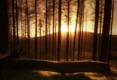 Premium Photo Sun Shining Through Trees