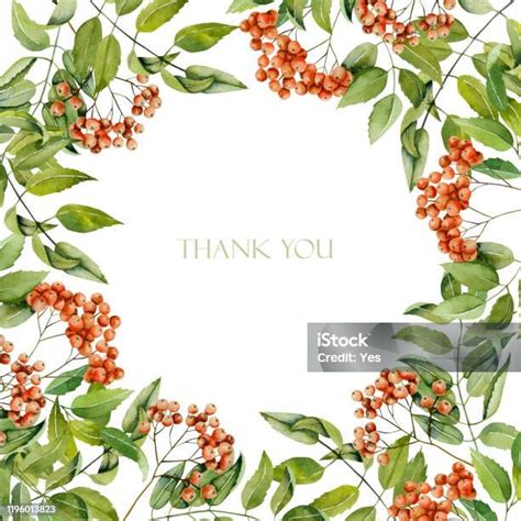 수채화 로완 가지 프레임 테두리 흰색 배경에 손으로 그린 카드 템플릿 가을에 대한 스톡 벡터 아트 및 기타 이미지 가을 건강한 생활방식 나무 Istock