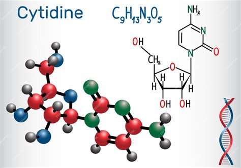 Premium Vector Cytidine Pyrimidine Nucleoside Molecule Is Important