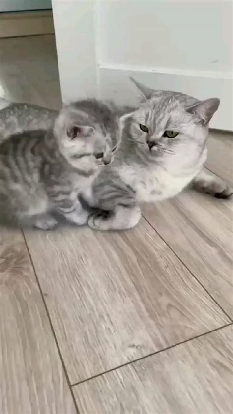 Мама и малыш Детеныши животных Очаровательные котята Милые детеныши