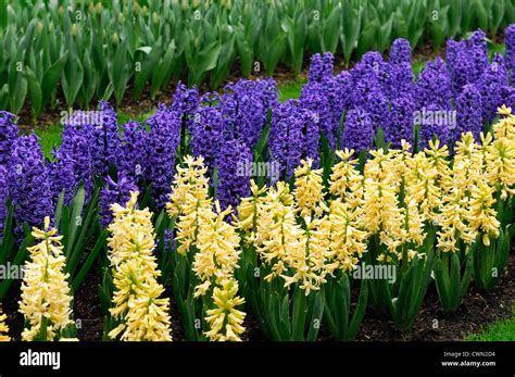 Gelbe Hyazinthe Fotos Und Bildmaterial In Hoher Auflösung Alamy