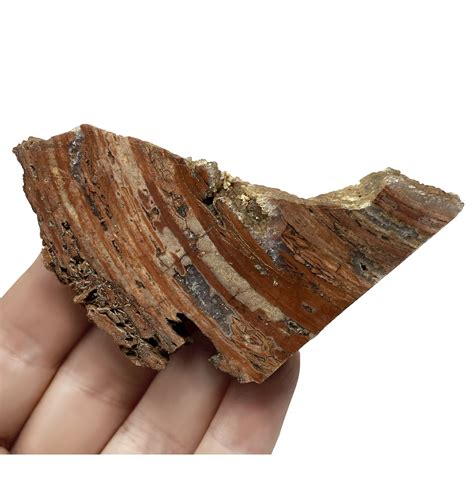 Fossils For Sale Fossils Rare Cambrian Stromatolite From