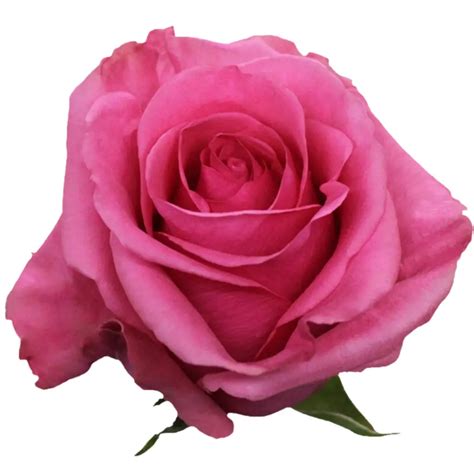 Roses 70cm Pink Tabatha Savannah Flowers Corp