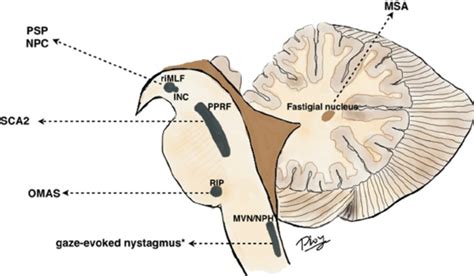 Anatomical Substrates For Vertical And Horizontal Saccades This Download Scientific Diagram