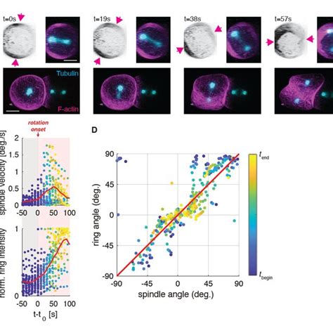 Mitotic Spindle And Cytokinetic Ring Rotate Together And This Coincides