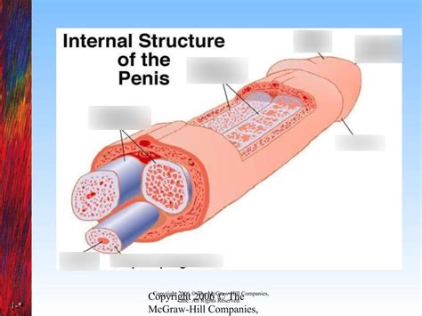 Male Diagram Part 3 Diagram Quizlet