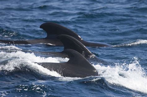 Pilot Whale Facts Traits Life Cycle Habitat