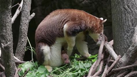 [국제]세계적 멸종위기종 나무타기캥거루 새끼 공개 Ytn