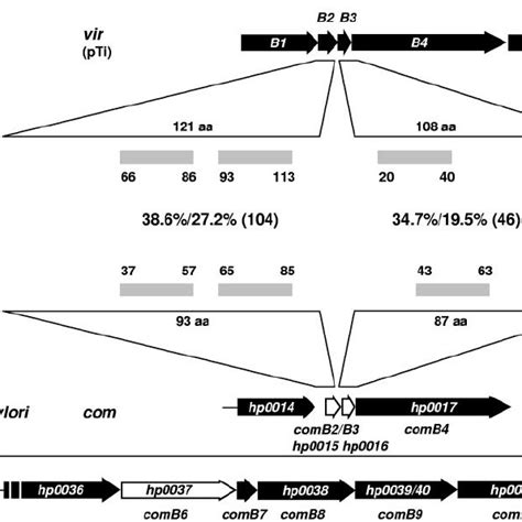 Identification Of Novel Type Iv Related Genes Of The Comb Gene Cluster Download Scientific