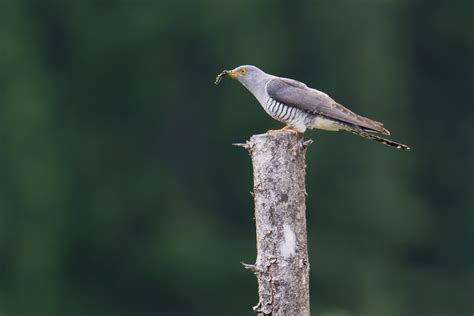 Lesser Cuckoo Identification Shanghai Birding 上海观鸟