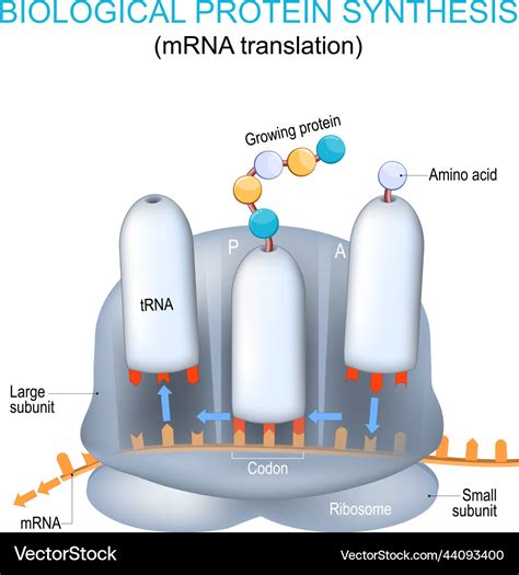 Protein Synthesis Translation