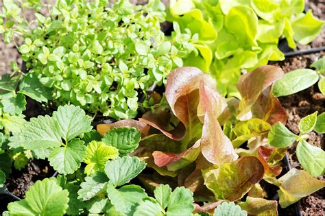 과일과 채소를 많이먹는다고 다이어트가 되는게 아니다