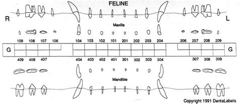 Feline Dental Chart Tooth Be Told Phoenix Zoo