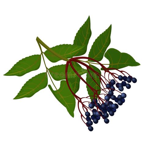 Elderberry Stock Illustrations 1831 Elderberry Stock Illustrations