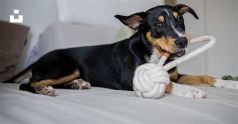 검은 색과 황갈색 짧은 코트 중간 크기의 개 흰색 직물에 누워 사진 Unsplash의 무료 개 이미지