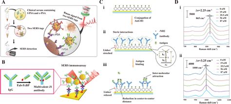 Sers Biosensor Based On Antibodyantigen A Sequential Sers Based Assay Download Scientific