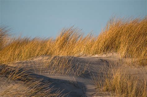 Dune Grass Clipart