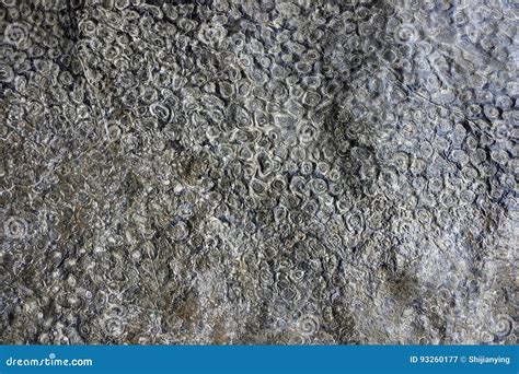 Seashells Fossil Stock Image Image Of Conch Seashells 93260177