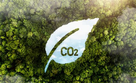 What Is Carbon Footprint And How To Reduce It Wangari