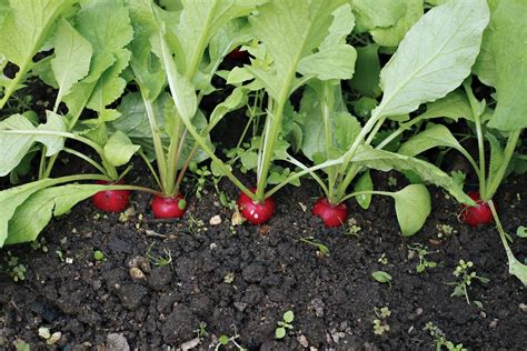 All Tops No Roots Why Your Radishes Arent Forming Properly
