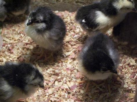 Black Jersey Giant Chicks Pu Only Tn Backyard Chickens