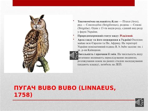 тварини Червоної книги України Презентація Біологія