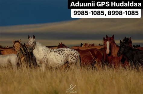 Aduunii Gps Адууны Gps төхөөрөмж • 🇭🇰Хонконгийн улсын үйлдвэрийн албан ёсны зөвшөөрөлтэй