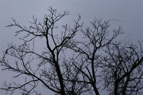 The Barefoot Gardener Autumn Blowing Through